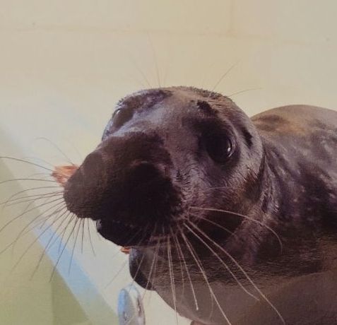 Paws and Claws Adopts Grey Seal - Paws and Claws Society, Inc.